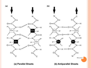 Protein Structures | PPTX | Chemistry | Science