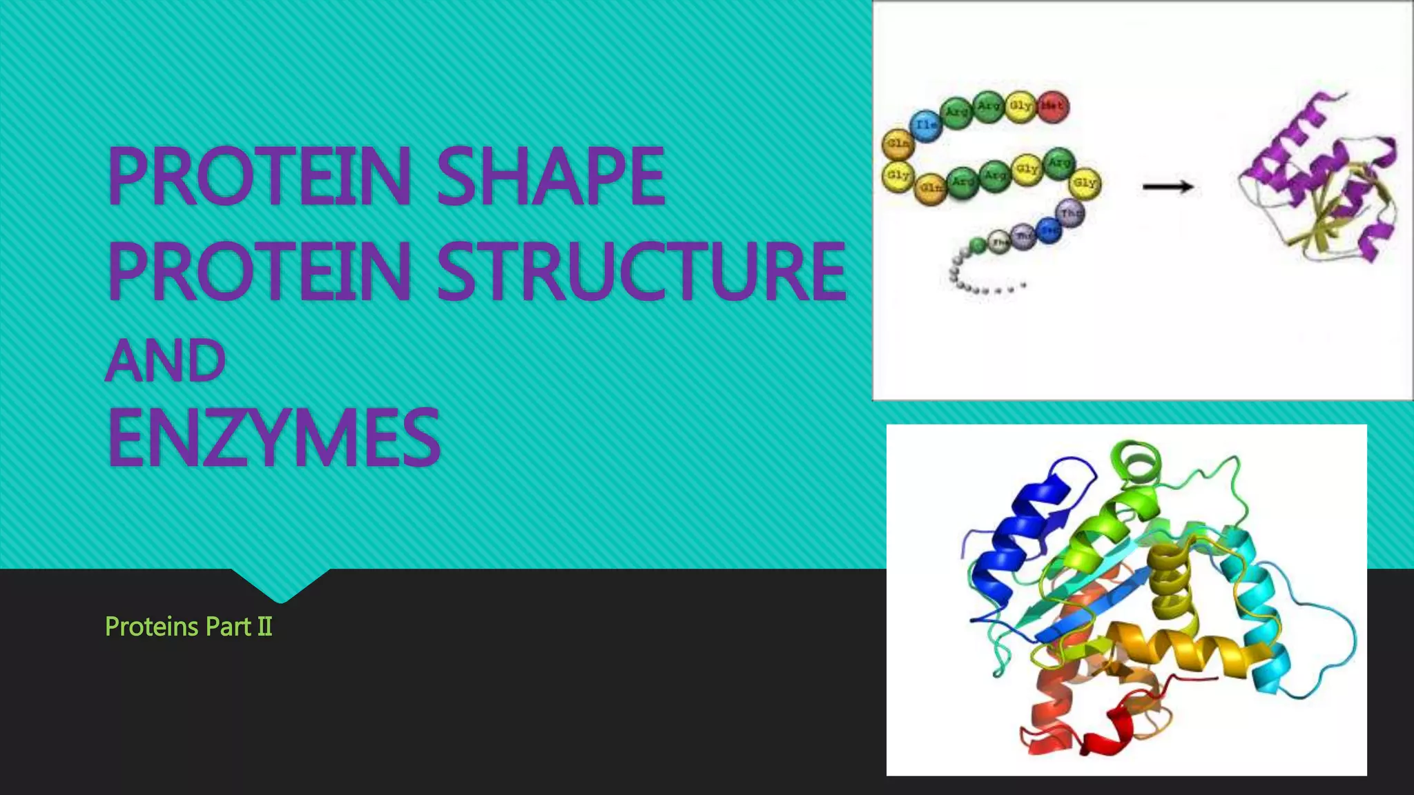 Protein structure and shape, Denaturation and Enzymes | PPT