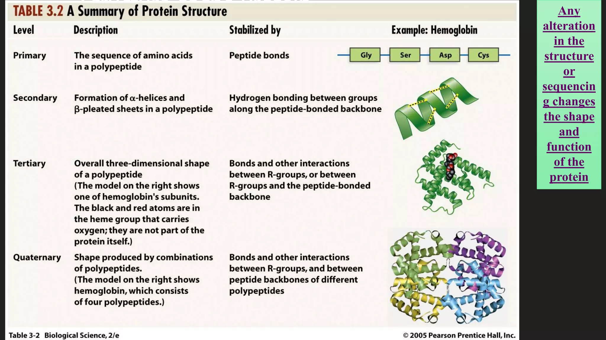 Protein structure and shape, Denaturation and Enzymes | PPT