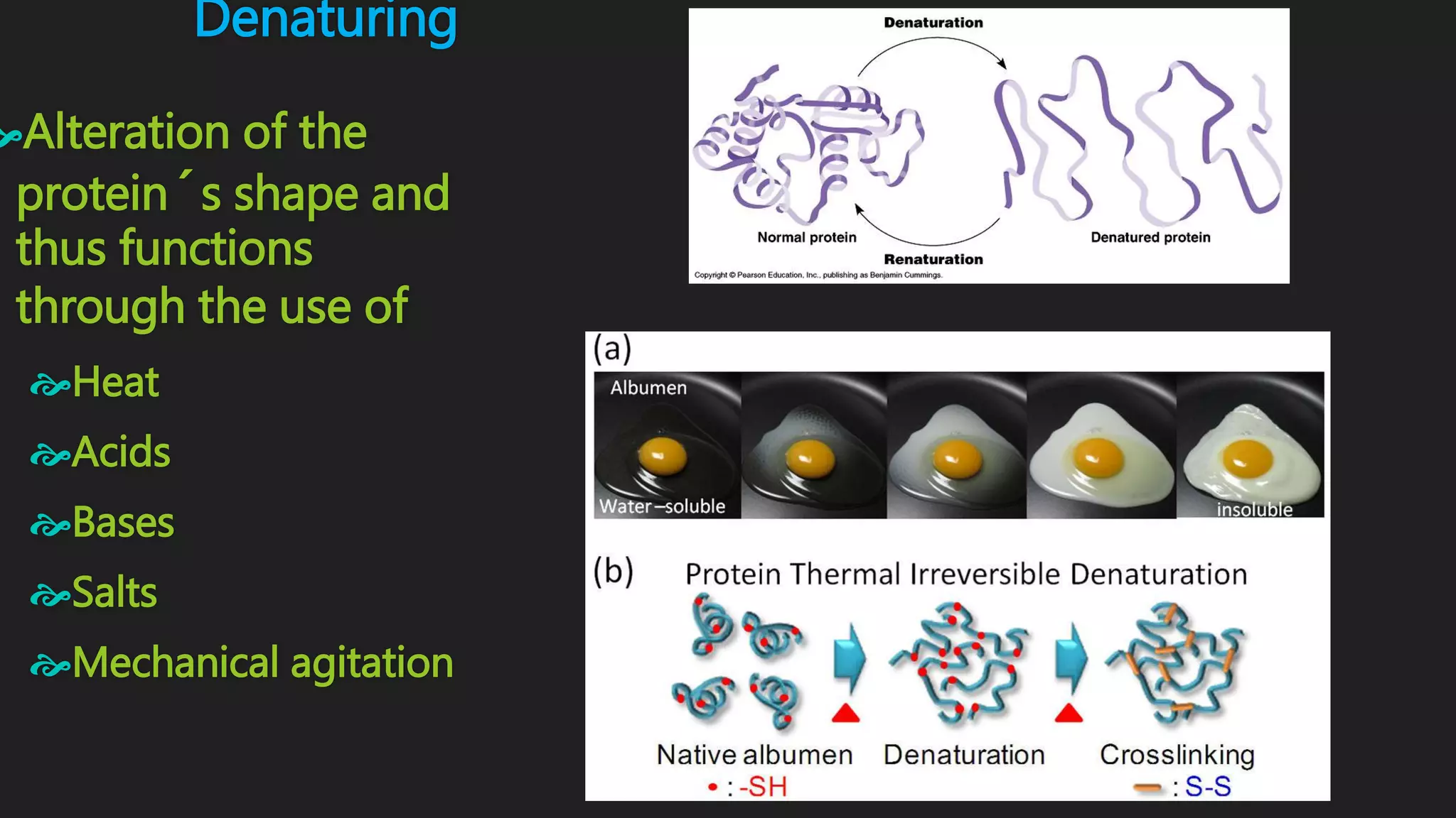 Protein structure and shape, Denaturation and Enzymes | PPT