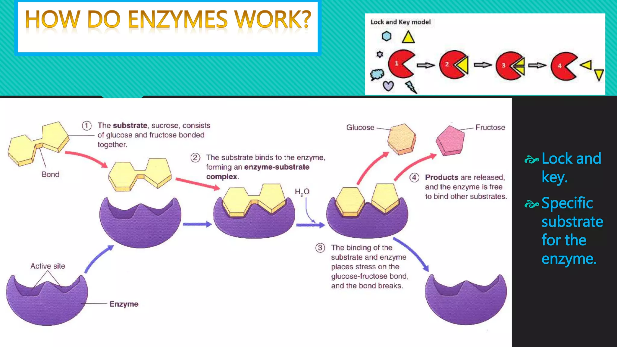 Protein structure and shape, Denaturation and Enzymes | PPT
