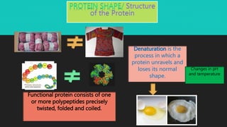 Protein structure and shape, Denaturation and Enzymes | PPTX