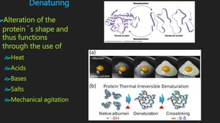 Protein structure and shape, Denaturation and Enzymes | PPT
