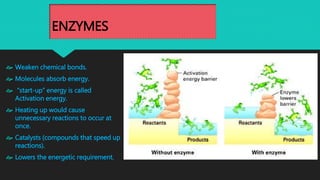 Protein structure and shape, Denaturation and Enzymes | PPT