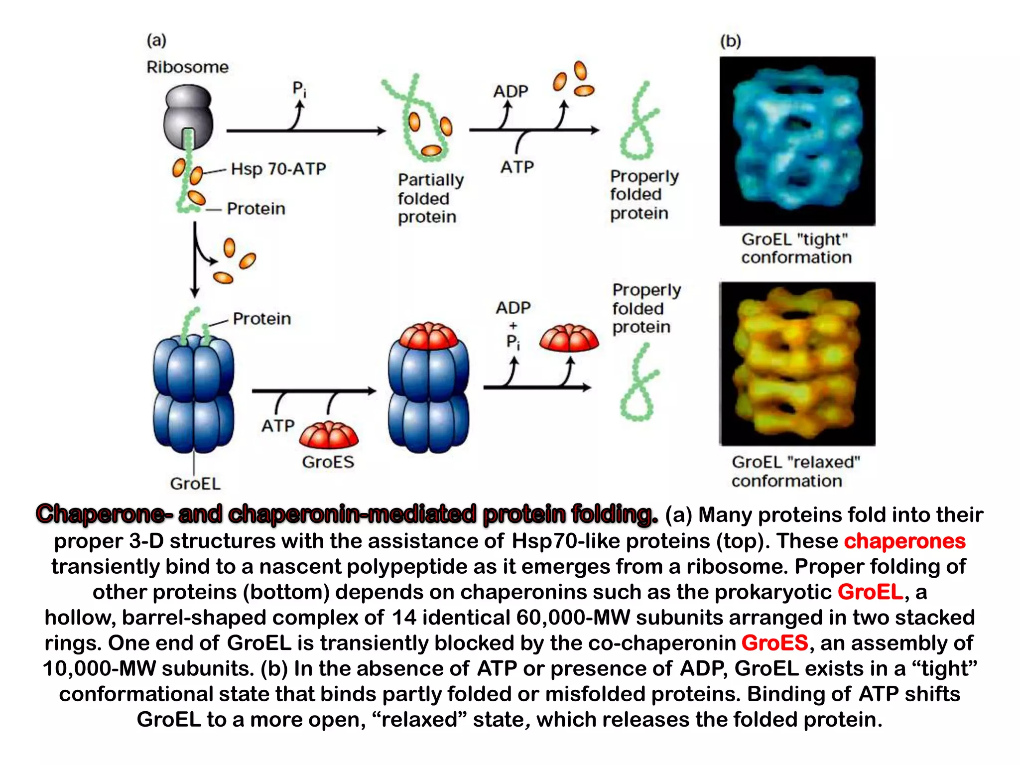 Proteinstructuretargetingandsorting 111109072349-phpapp02-1 | PPT