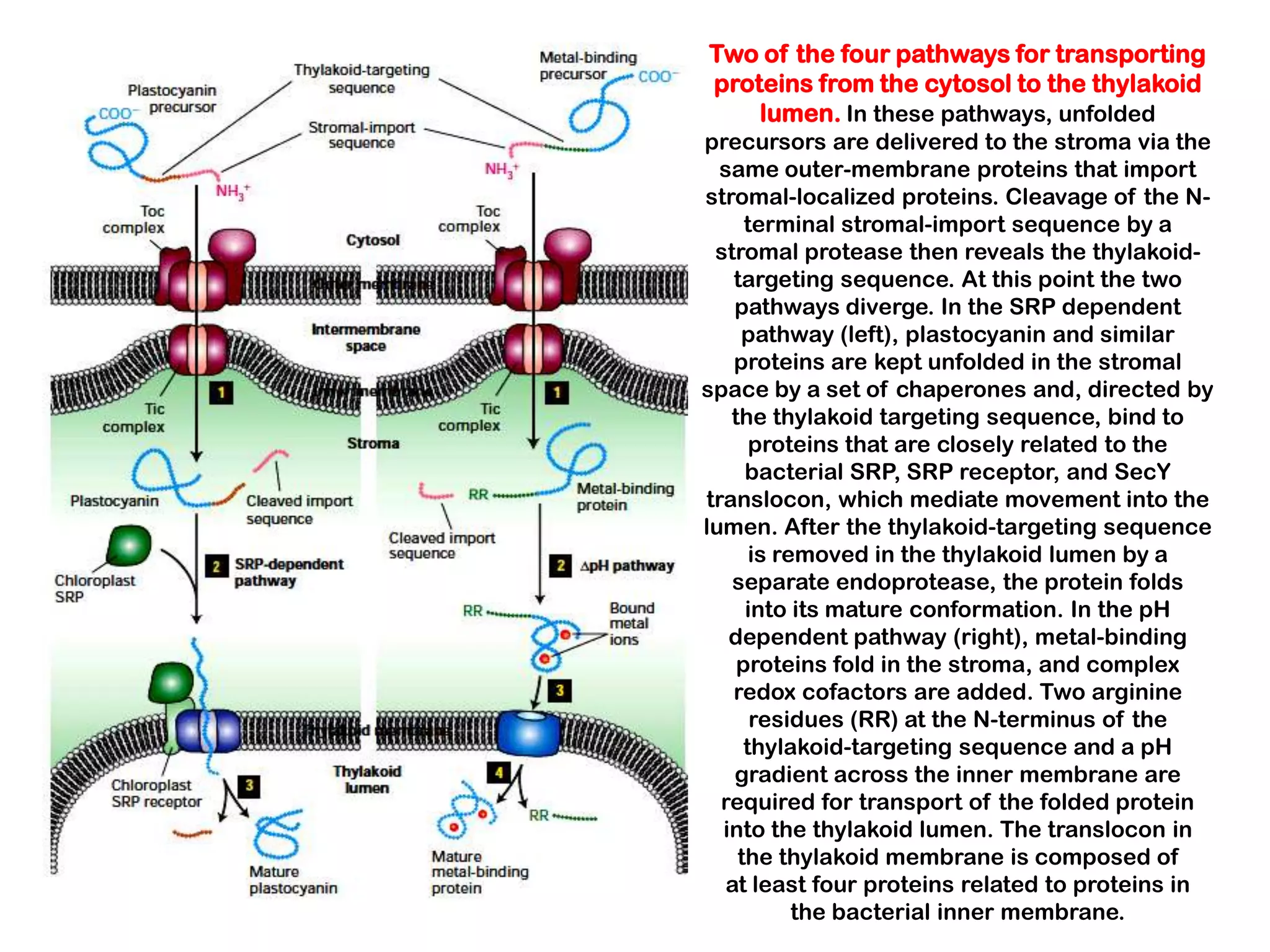 Protein structure, targeting and sorting | PPTX
