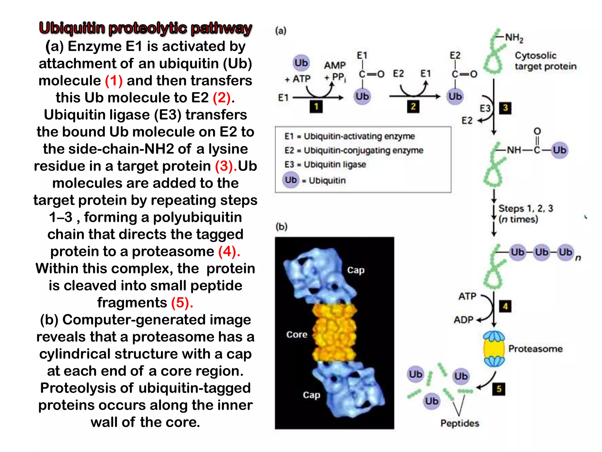 Protein structure, targeting and sorting | PPTX