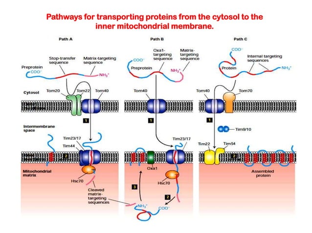 Protein structure, targeting and sorting