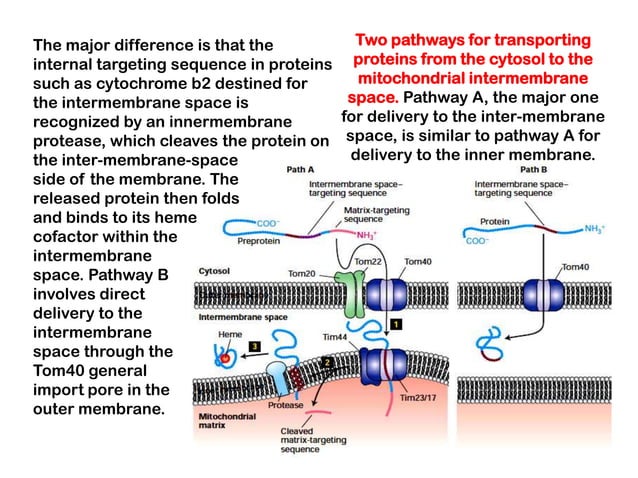 Protein structure, targeting and sorting