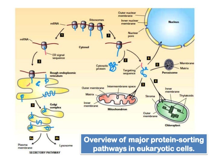 Protein structure, targeting and sorting