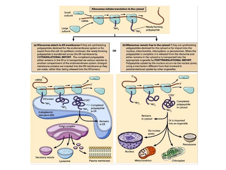Protein structure, targeting and sorting