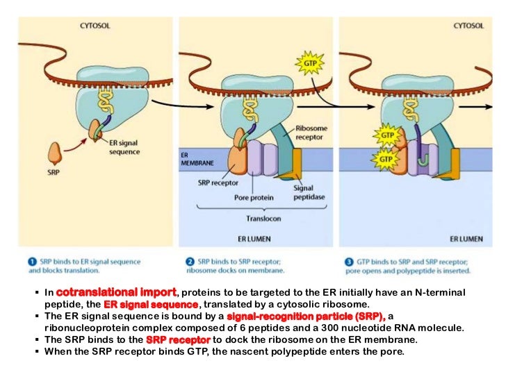 Protein structure, targeting and sorting