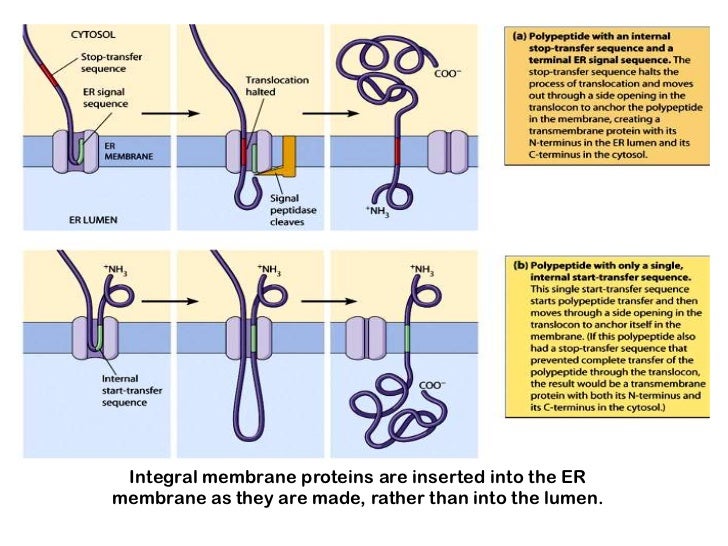 Protein structure, targeting and sorting