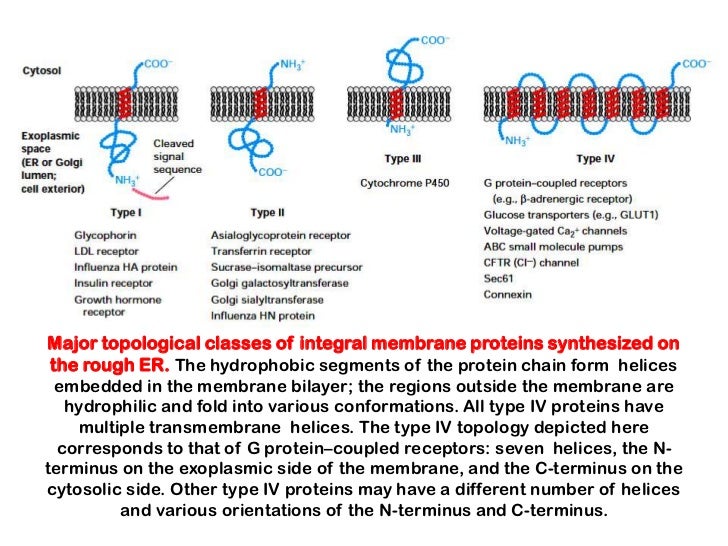 Protein structure, targeting and sorting