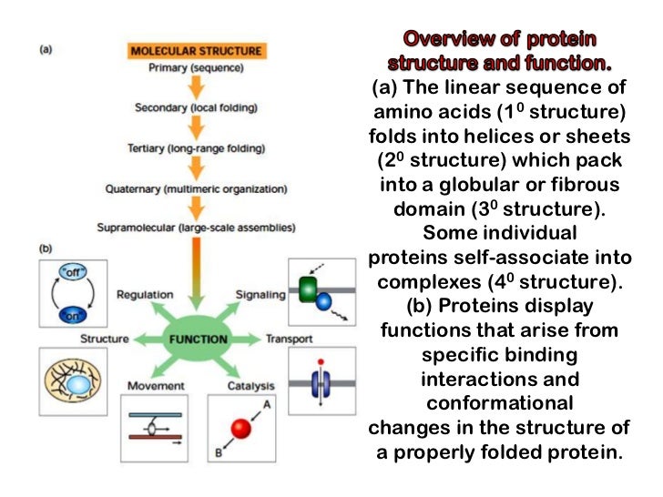 Protein structure, targeting and sorting