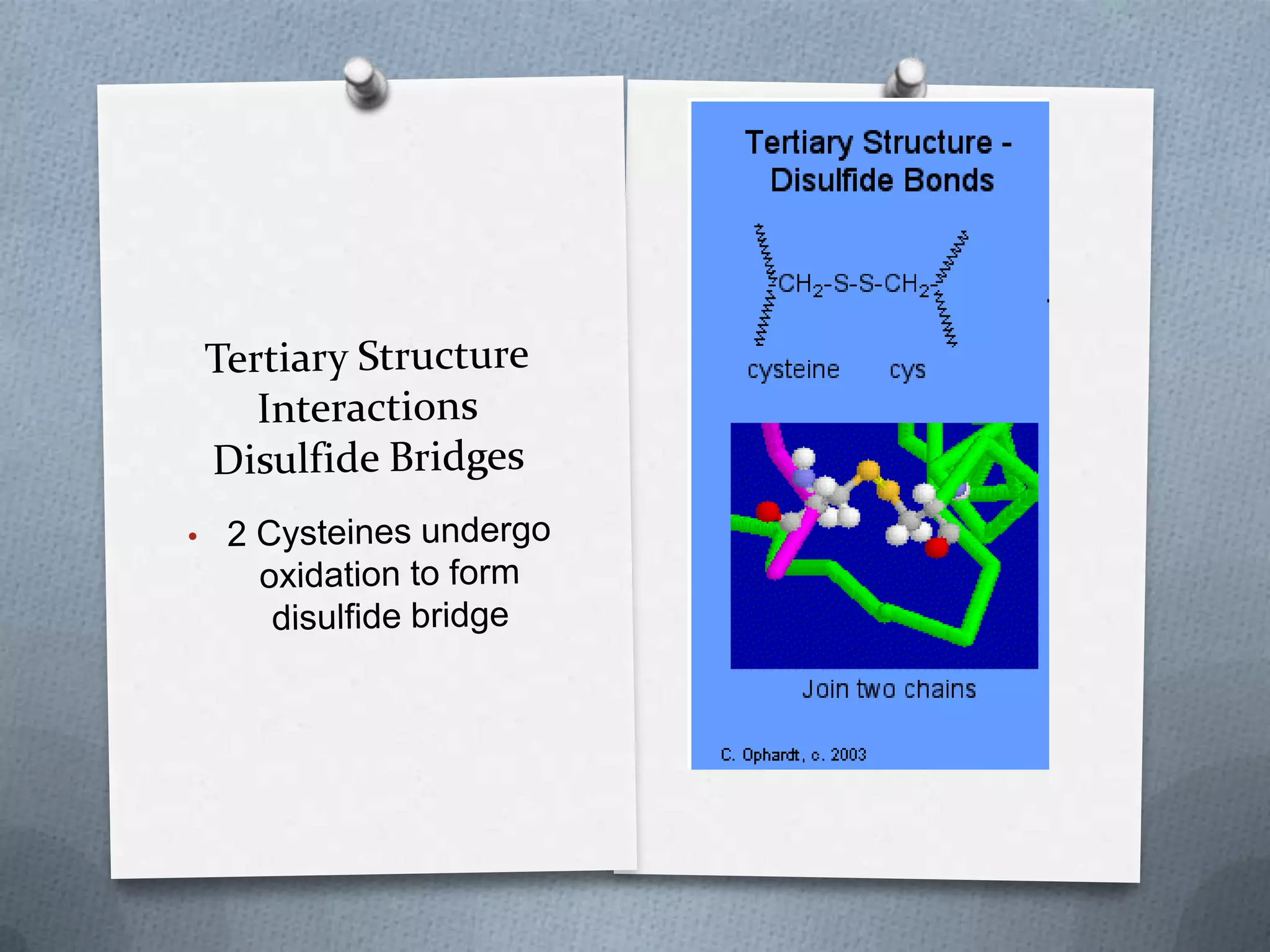 Protein Structuretertiary Pptx