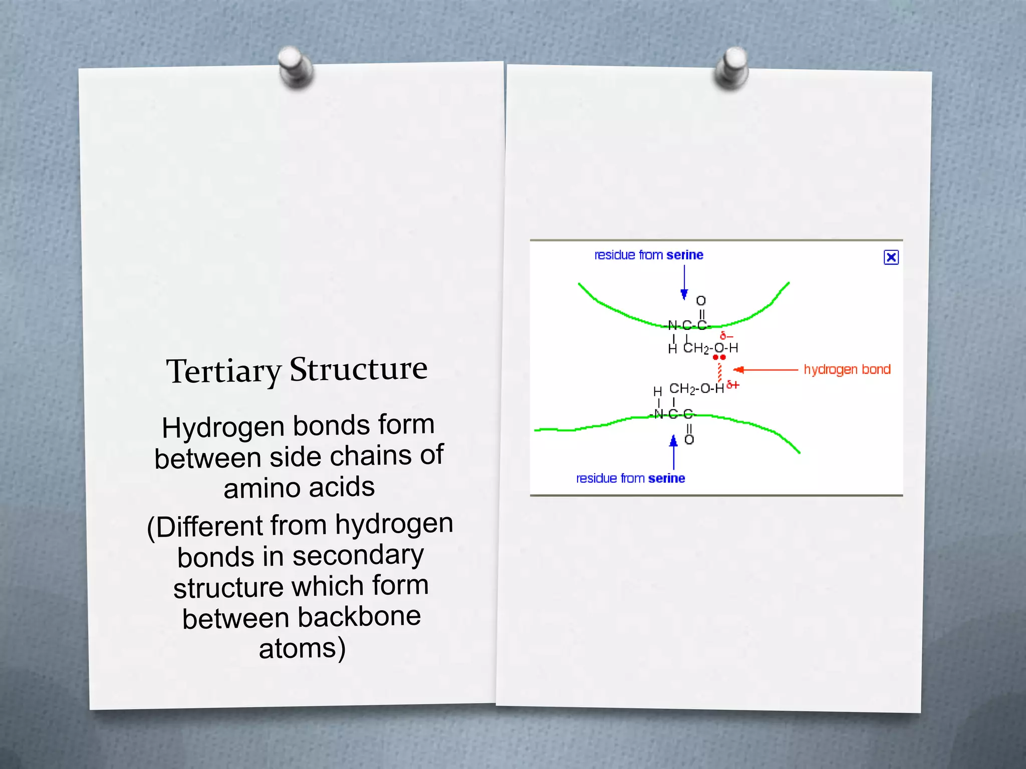 Protein Structuretertiary Pptx