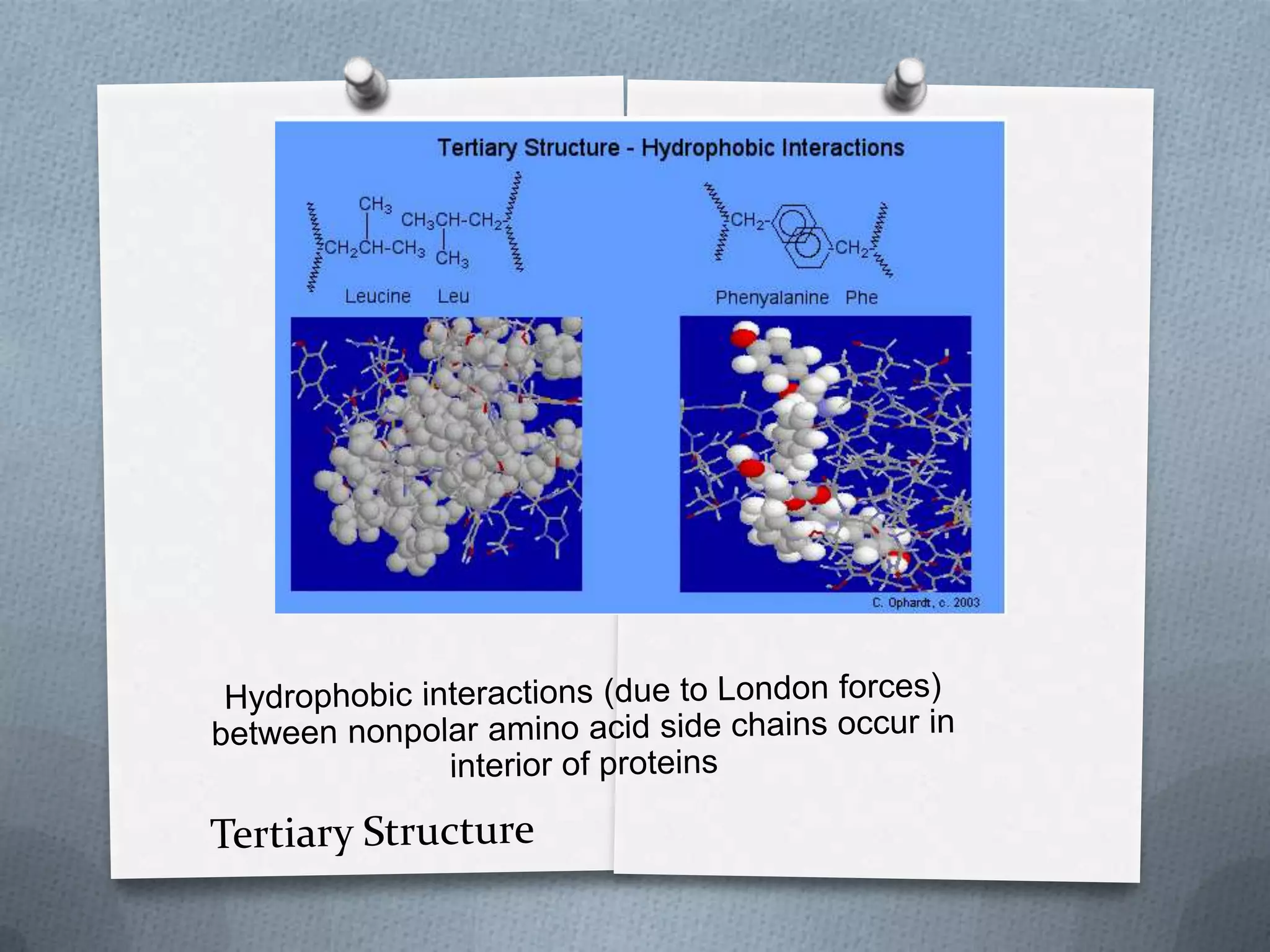 Protein Structuretertiary Pptx