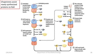 Protein Structure, Post Translational Modifications and Protein Folding ...