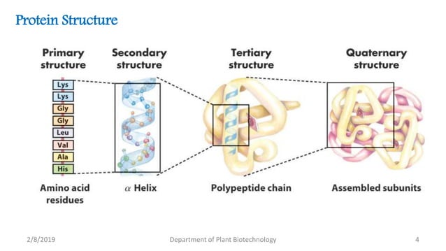 Protein Structure, Post Translational Modifications and Protein Folding | PPTX