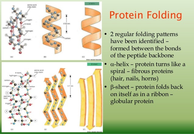 Protein structure