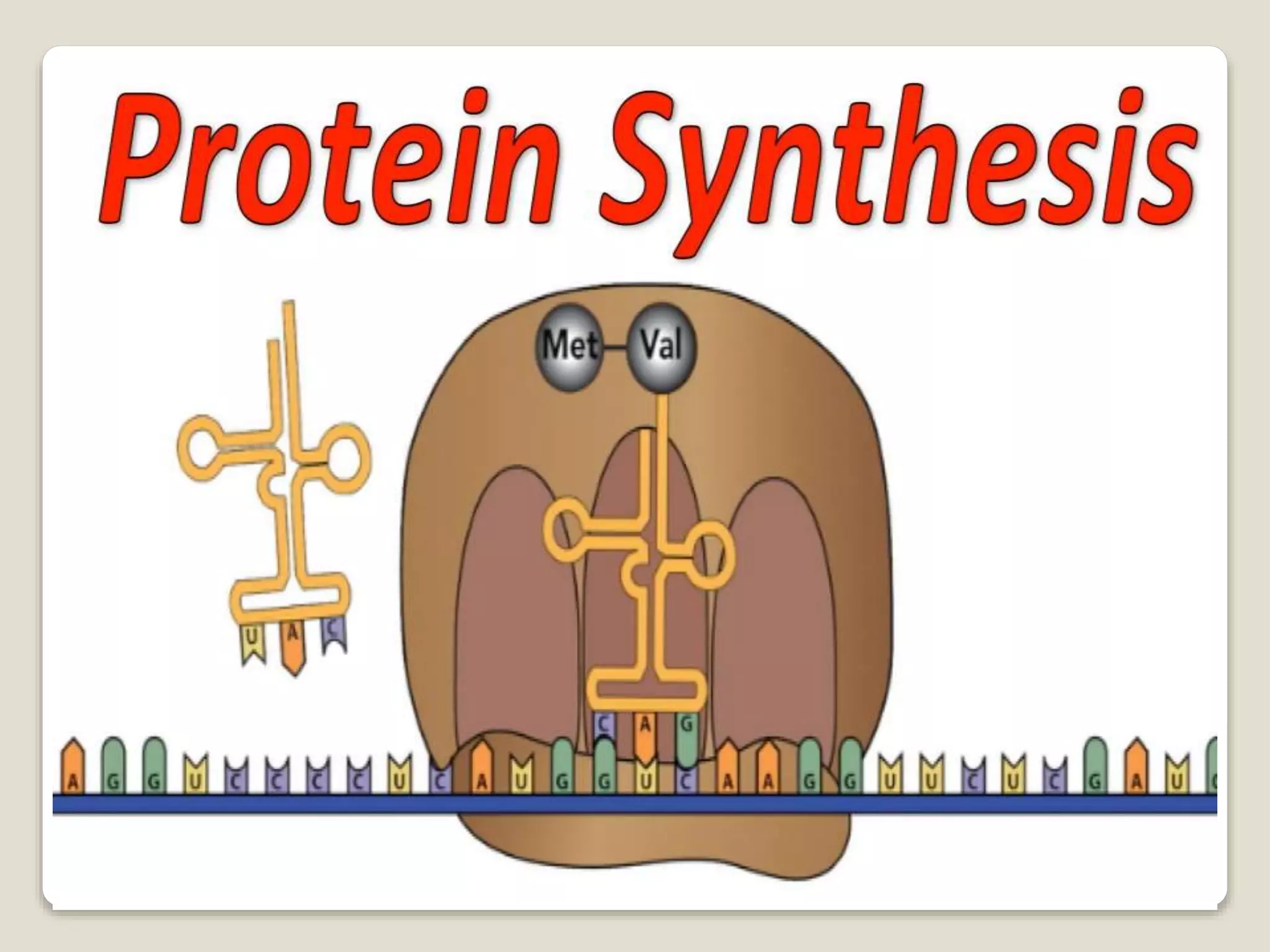 Protein synthesis | PPTX