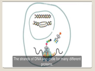 Protein synthesis | PPT