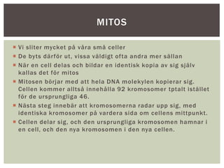 Celler celldelning och proteinsyntes | PPTX