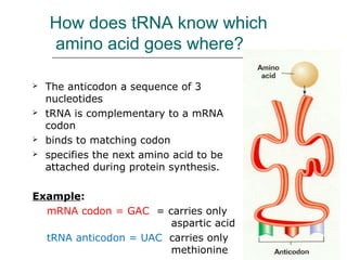 Protein syntheisis 2016 | PPT