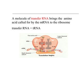 Protein syntheisis 2016 | PPT