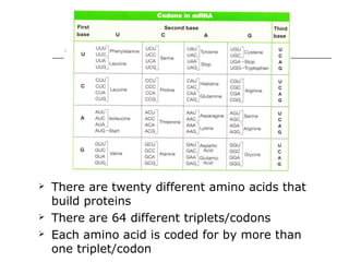 Protein syntheisis 2016 | PPT