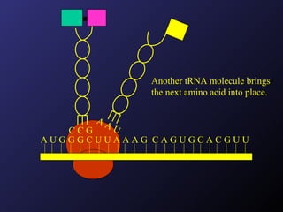 Protein Synthesis | PPT | Chemistry | Science