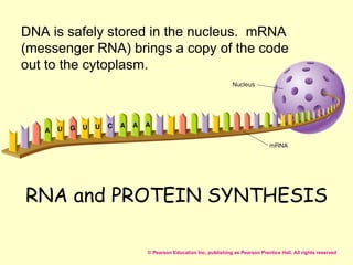 Protein synthesis | PPT
