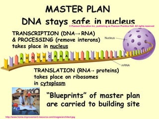 Protein synthesis | PPT
