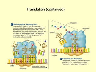 Protein synthesis | PPT
