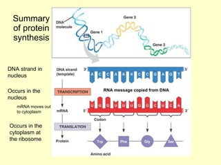 Protein synthesis | PPT