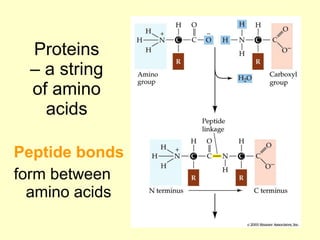 Protein synthesis | PPT