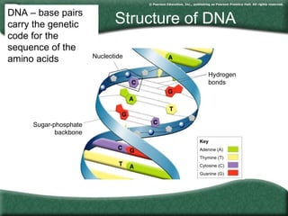 Protein synthesis | PPT