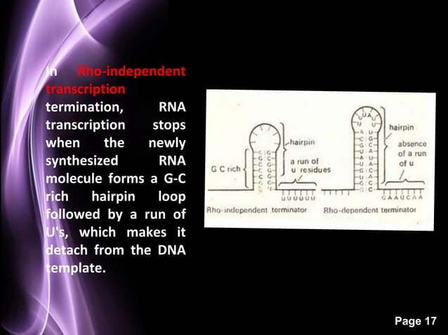Protein synthesis | PDF | Programming Languages | Computing