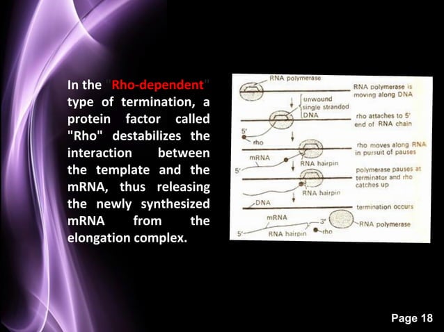 Protein synthesis | PDF | Programming Languages | Computing
