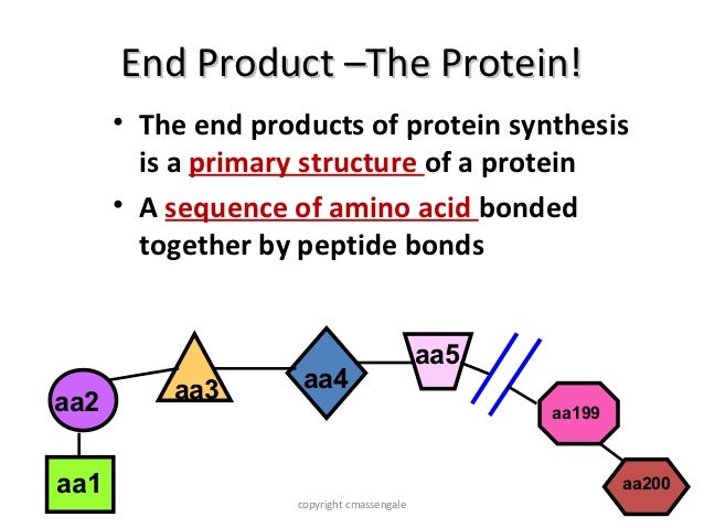 Protein synthesis