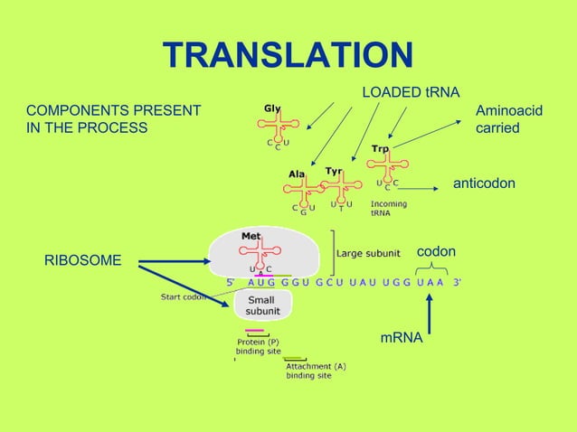 Protein synthesis | PPT | Programming Languages | Computing