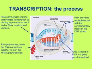 Protein synthesis | PPT