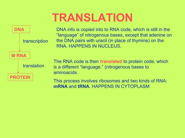 Protein synthesis | PPT | Programming Languages | Computing