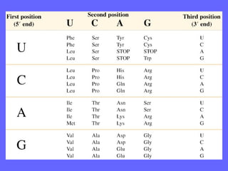 Protein synthesis | PPT