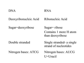 Protein synthesis | PPT