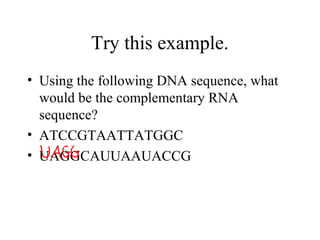 Protein synthesis | PPT