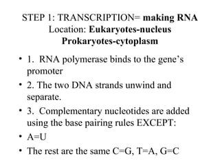 Protein synthesis | PPT