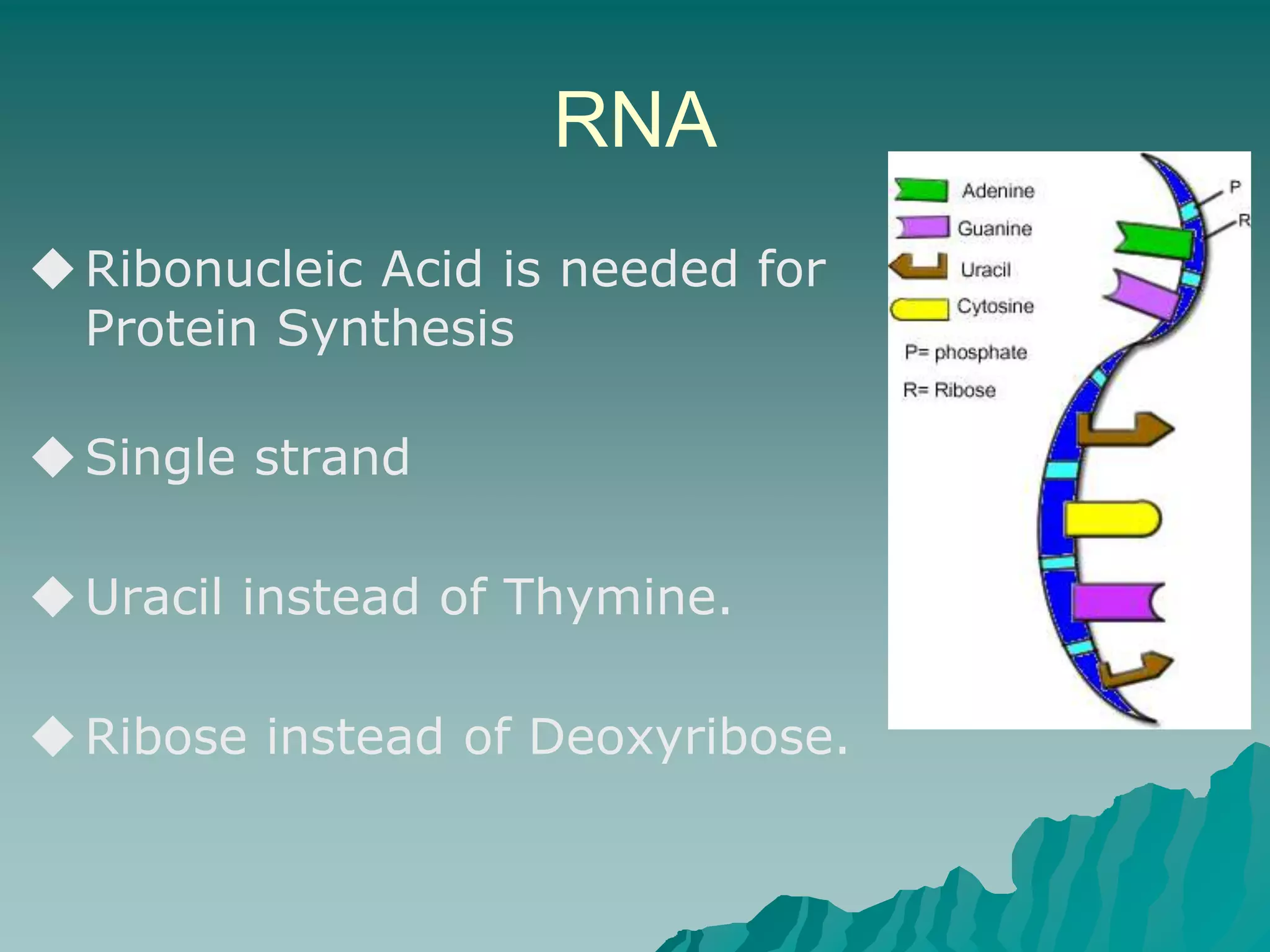 Protein synthesis | PPTX