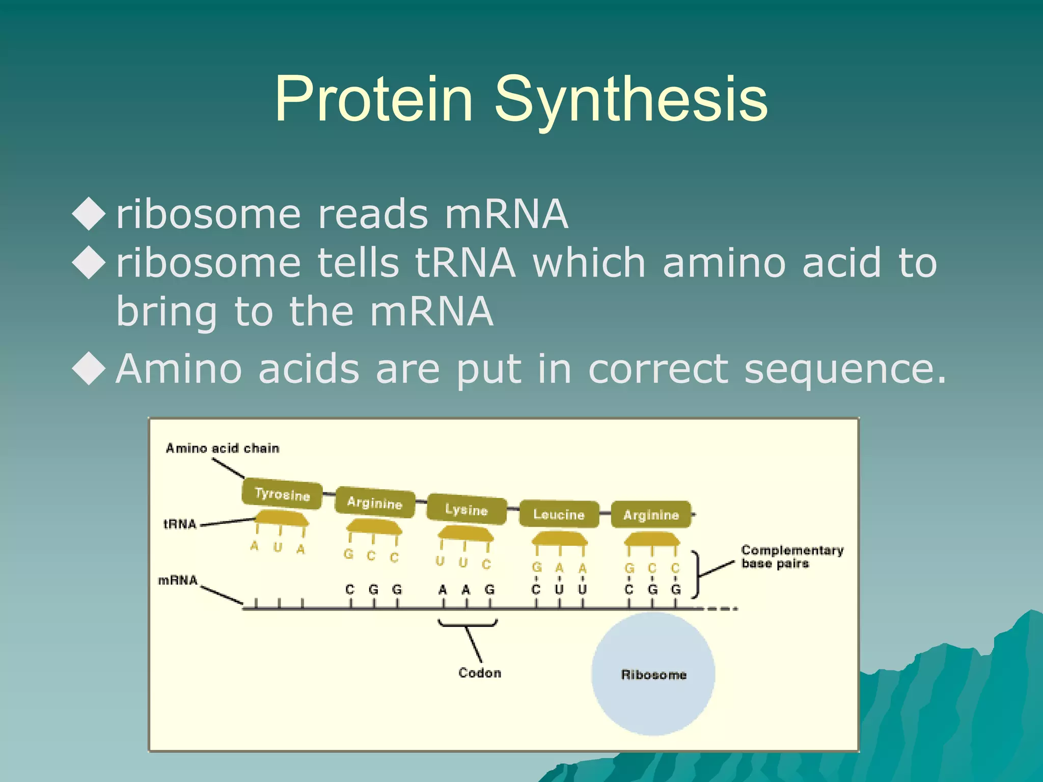 Protein synthesis | PPTX
